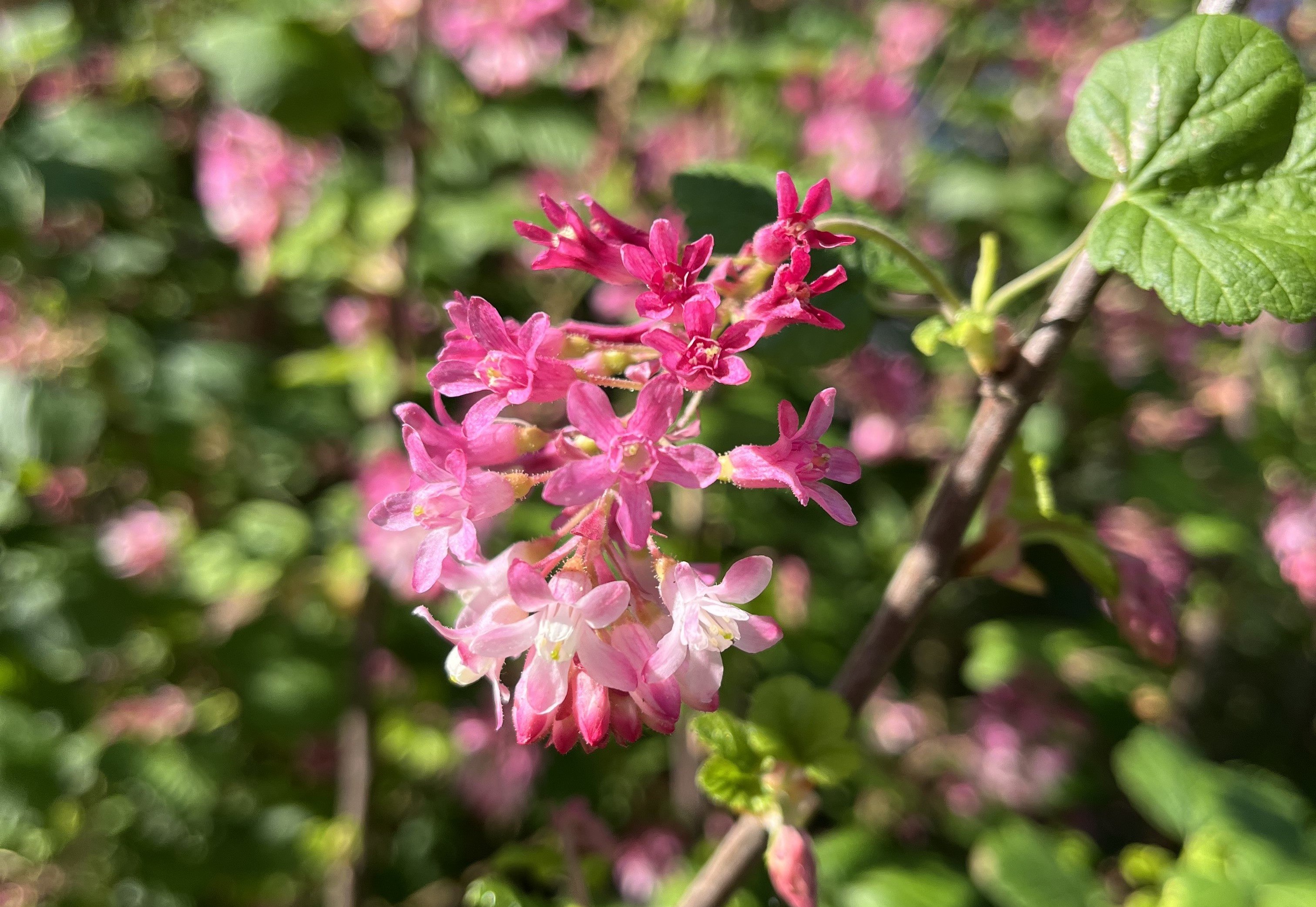 Top 5 native plants for your San Francisco garden! | San Francisco ...